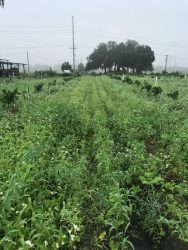 Cover Crops in Citrus Grove | Crop Services International: Soil Testing ...